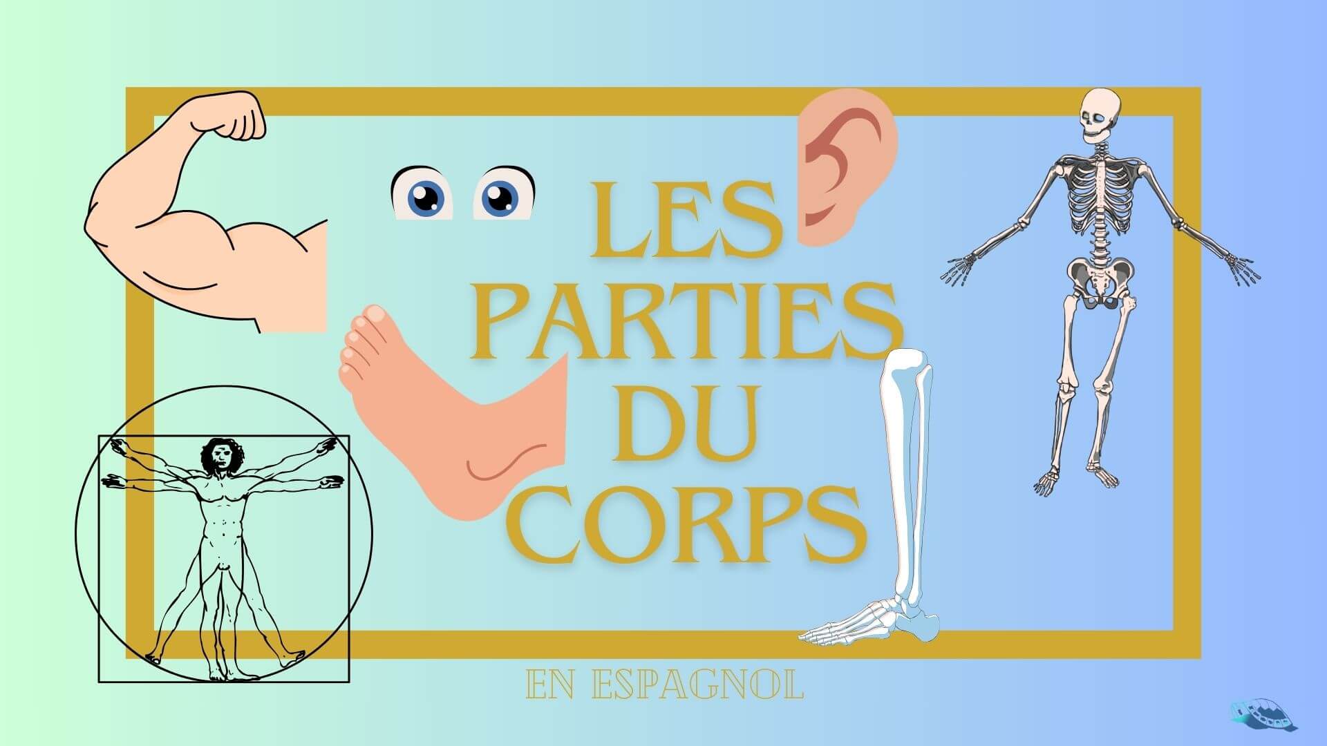 Connaître les parties du corps en espagnol - Espagnol à vie